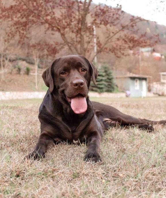 Labrador Retriver