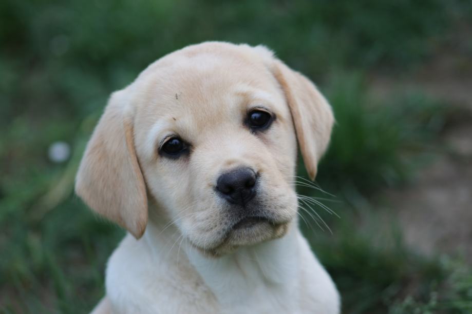 Labrador retriver