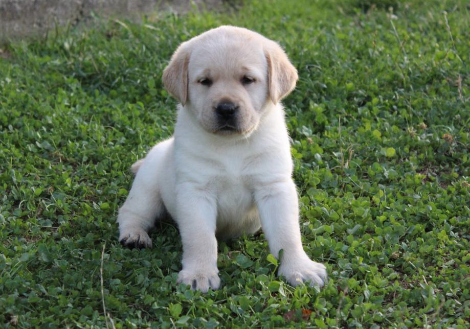 Labrador retriver