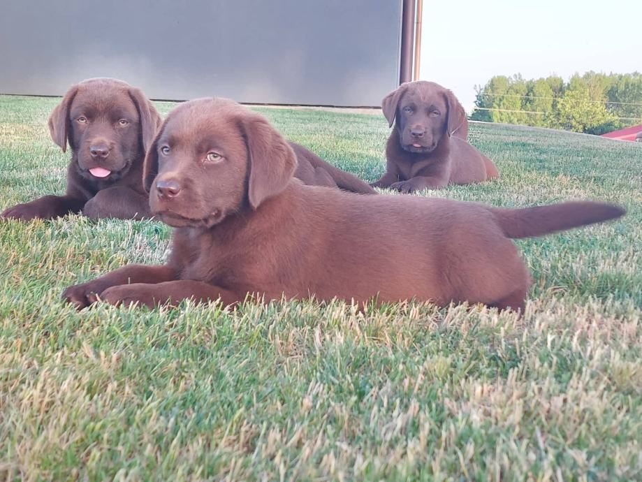 Labrador retriver štenad čokoladne boje