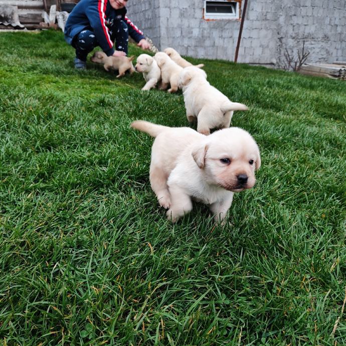 labrador retriver štenci sa rodovnicom
