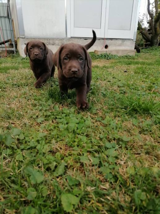 Labrador retriver štenci s rodovnicom