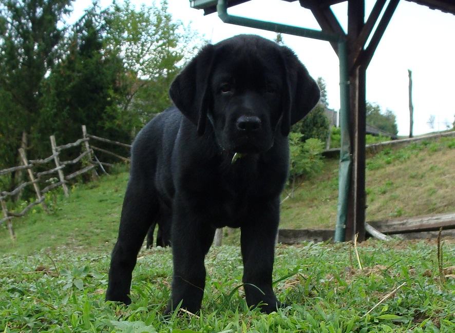 Labrador retriver - štenci s rodovnicom