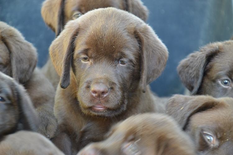 Labrador retriver štenci