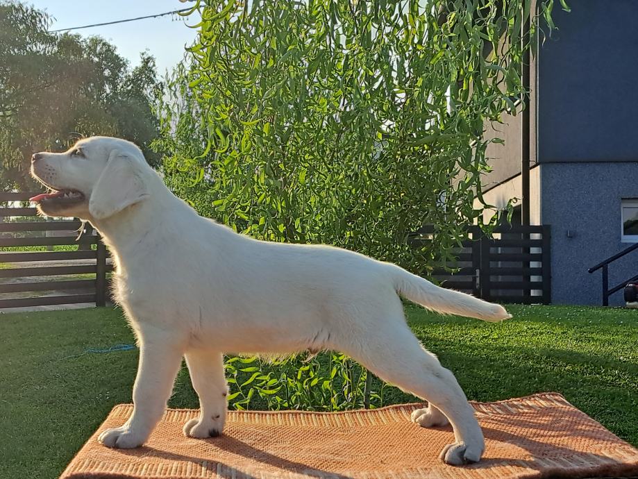 Labrador retriver crni i žuti štenci