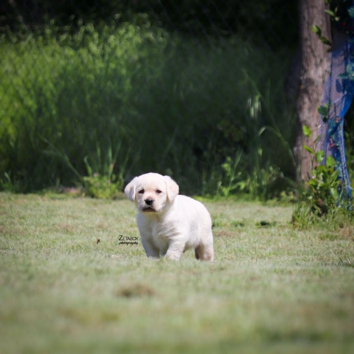 Labrador retriver žuti i crni stenci