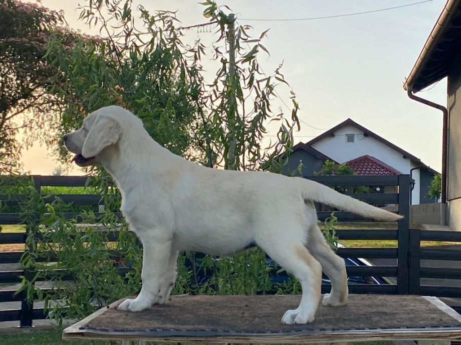 Labrador retriver žuti i crni stenci