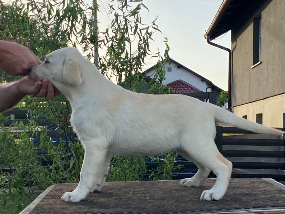 Labrador retriver žuti i crni stenci