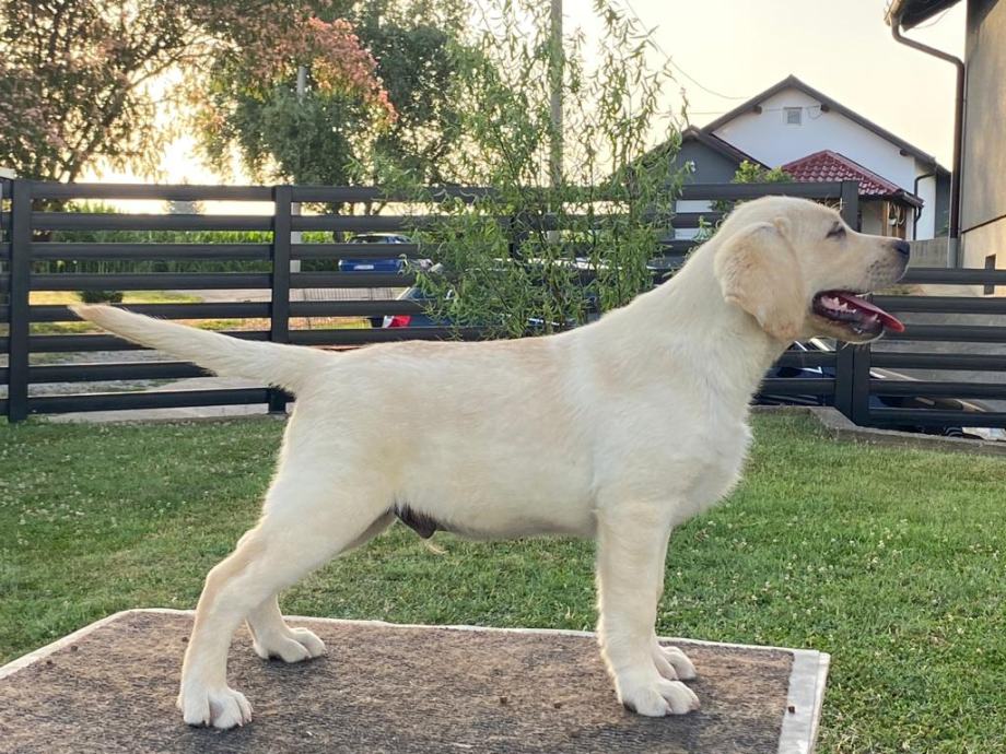 Labrador retriver žuti i crni stenci