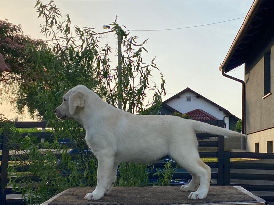Labrador retriver žuti i crni stenci