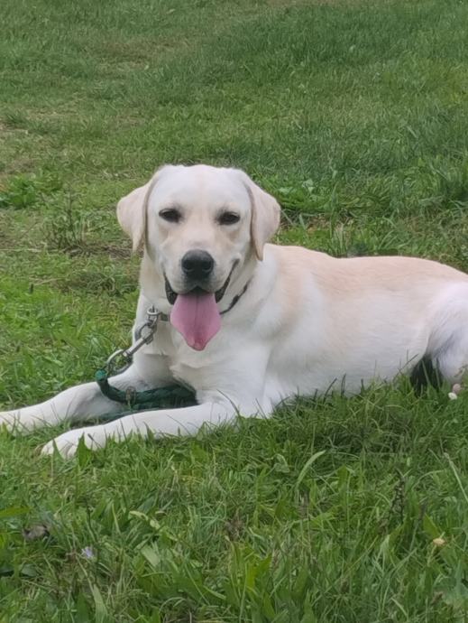 LABRADOR SA RODOVNIKOM