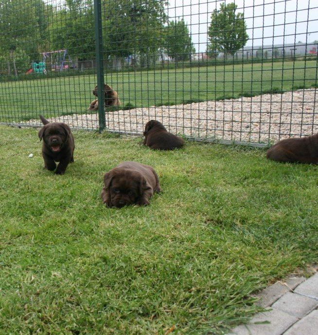 Labrador štenci čokoladni / smeđi