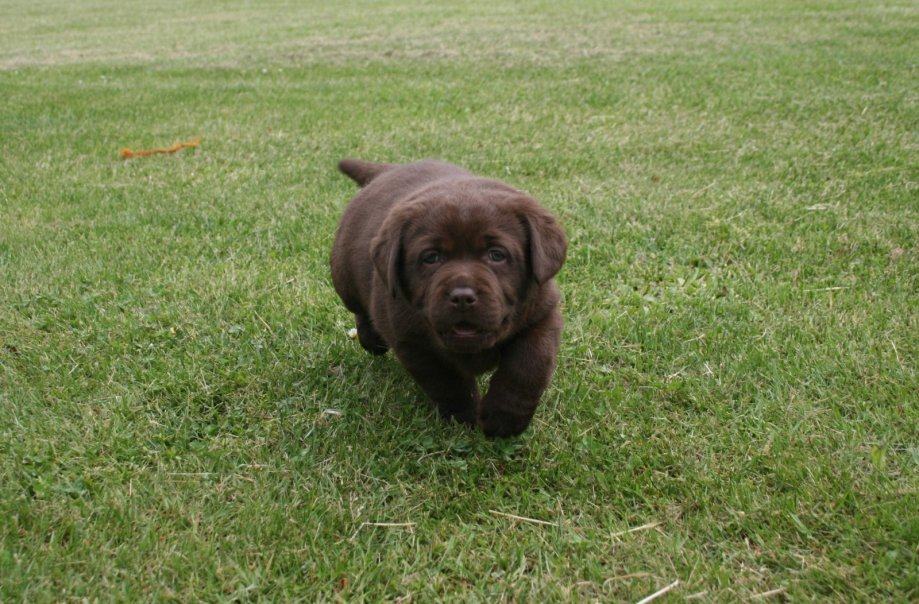 Labrador štenci čokoladni, CAPRONCA uzgajivačnica