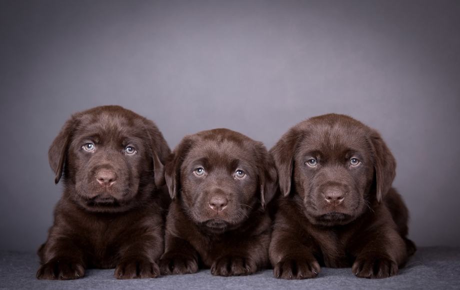Labrador štenci čokoladni, CAPRONCA uzgajivačnica