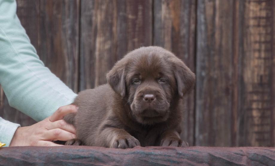 Labrador štenci čokoladni, CAPRONCA uzgajivačnica