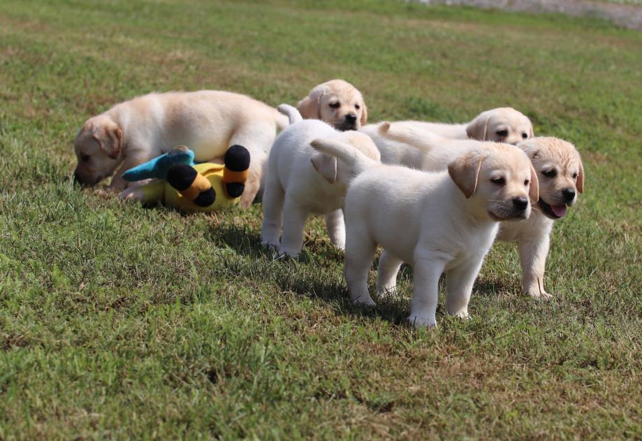 Labrador žuti štenci s rodovnicom