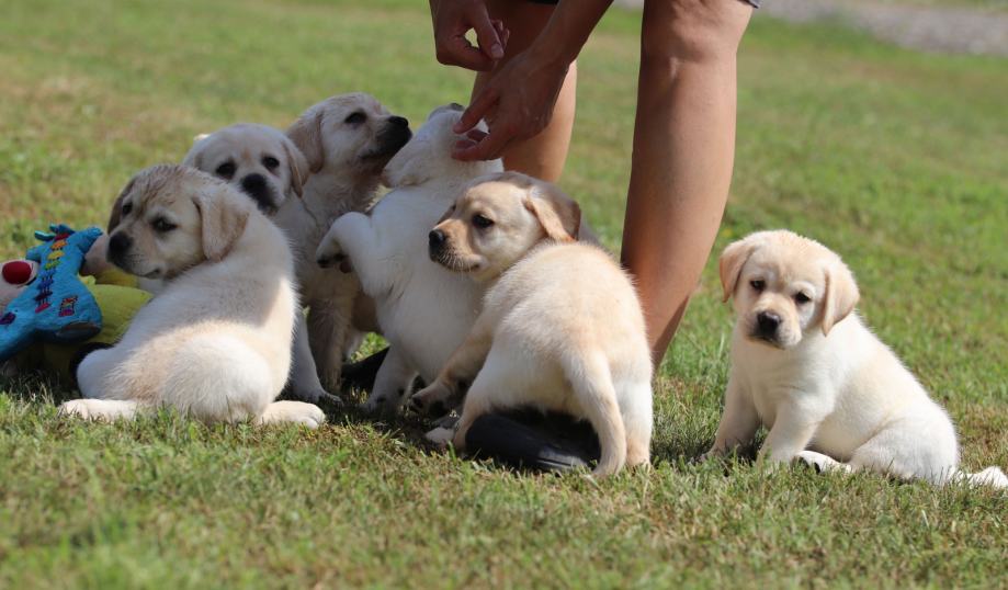 Labrador žuti štenci s rodovnicom