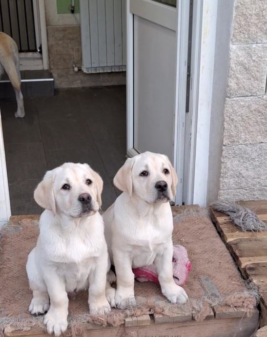 LABRADORCI MLADIČKI