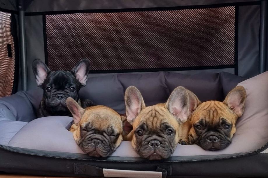 Ženkica francuskog buldoga