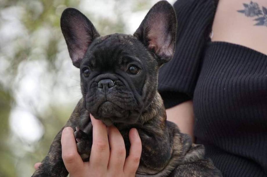 Ženkica francuskog buldoga