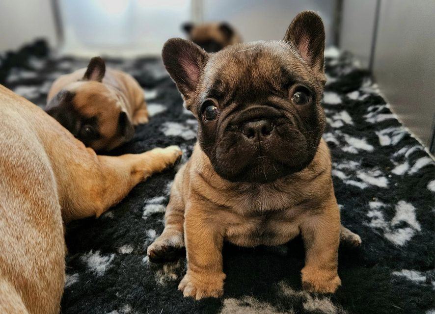 Ženkica francuskog buldoga