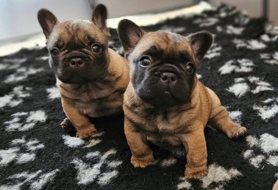 Ženkica francuskog buldoga