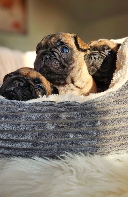 Ženkica francuskog buldoga