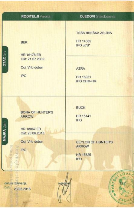 Lovački Bretonac crno bijeli