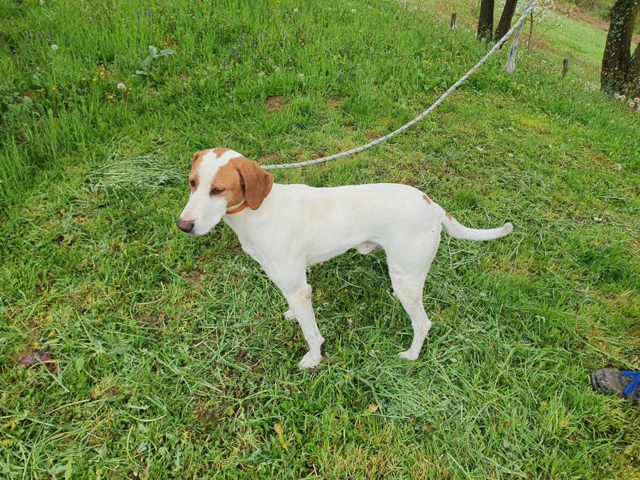 Lovački pas Istarski kratkodlaki gonič