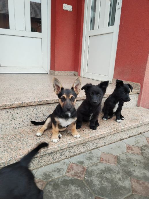 Mali međimurski pas