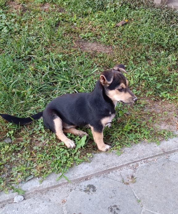 Mali međimurski pas