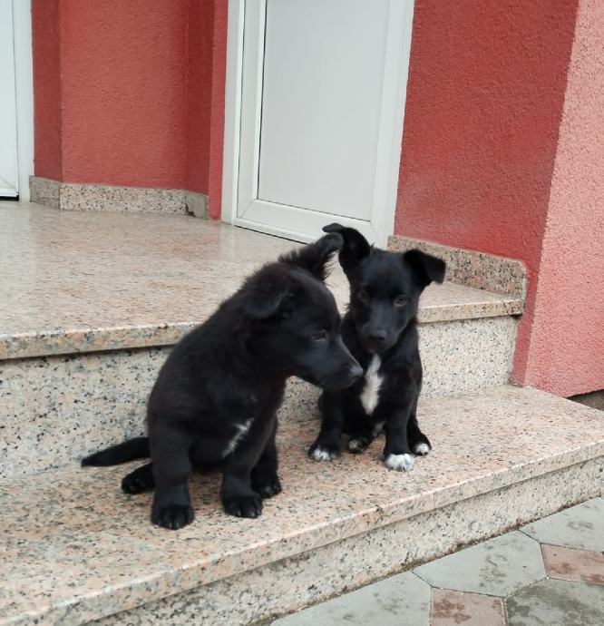 Mali međimurski pas