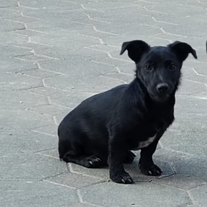 Mali međimurski pas