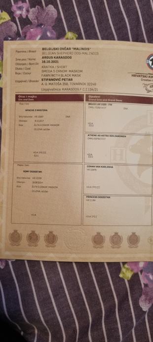 Belgijski ovcar Maliona