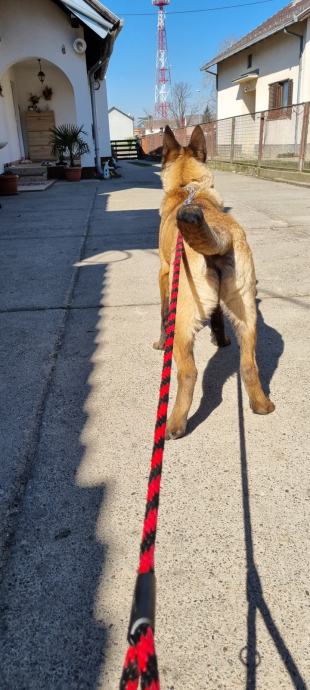 Belgijski ovcar Maliona