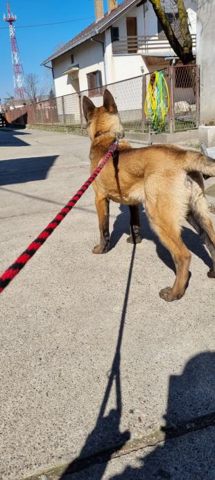 Belgijski ovcar Maliona