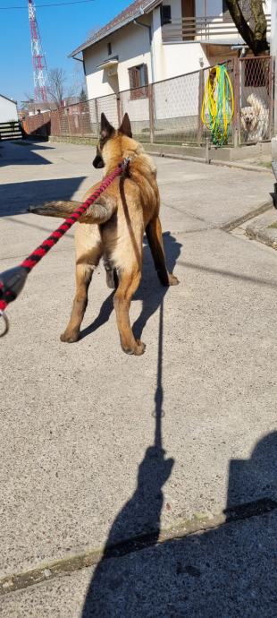 Belgijski ovcar Maliona