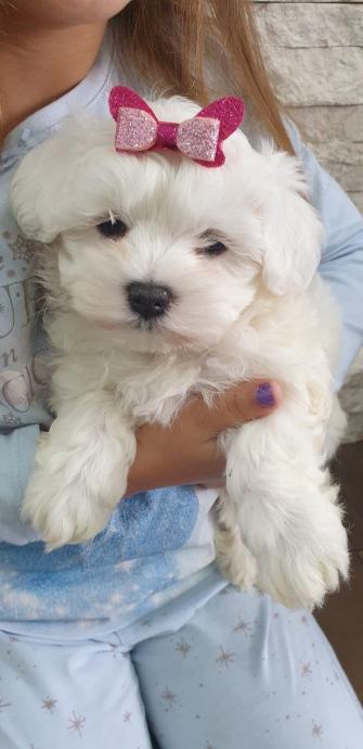 Mini maltezeri ️DOVOZ ZAGREB-SPLIT-DOSTUPNI ️