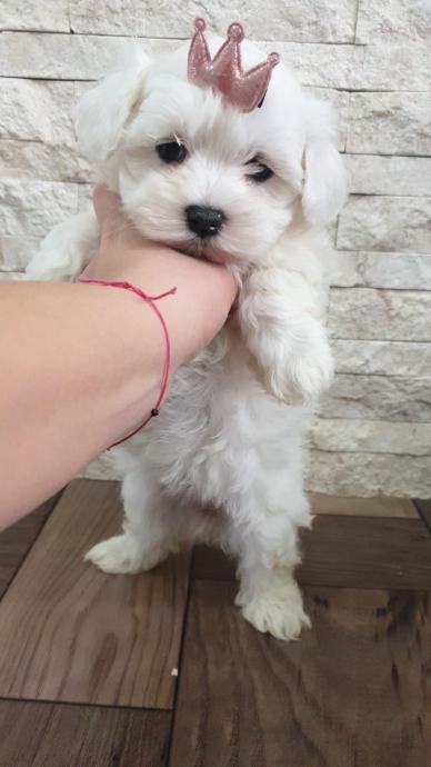 Mini maltezeri ️DOVOZ ZAGREB-SPLIT-DOSTUPNI ️