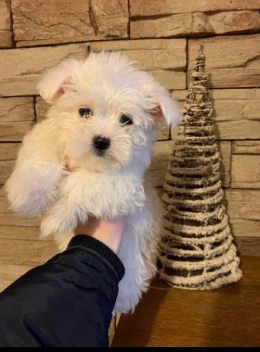 Mini maltezeri ️DOVOZ ZAGREB-SPLIT-DOSTUPNI ️