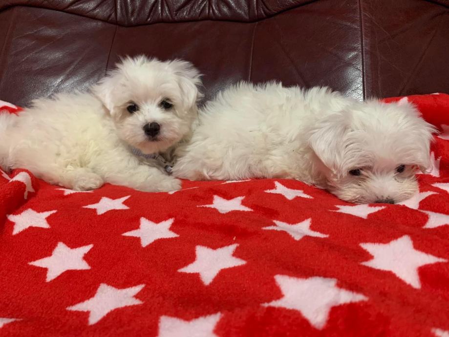 Mini maltezeri ️DOVOZ ZAGREB-SPLIT-DOSTUPNI ️