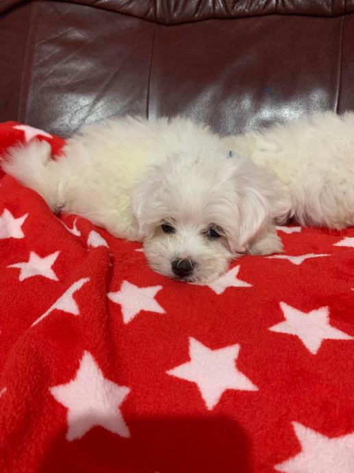 Mini maltezeri ️DOVOZ ZAGREB-SPLIT-DOSTUPNI ️