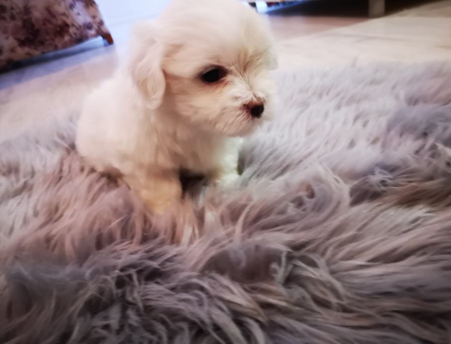 Maltezer
