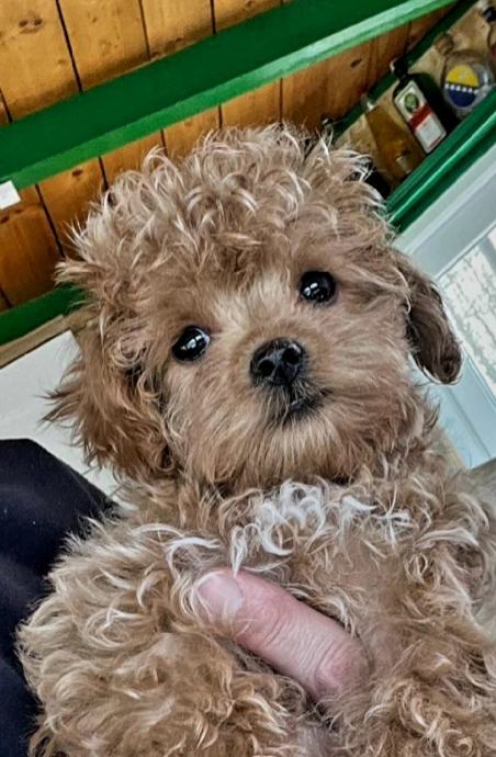 MALTIPOO MINI ŠTENCI