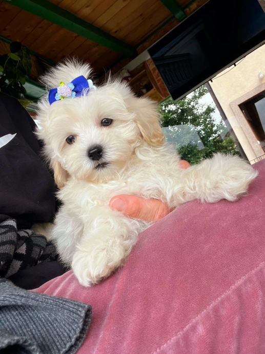 MALTIPOO MINI ŠTENCI