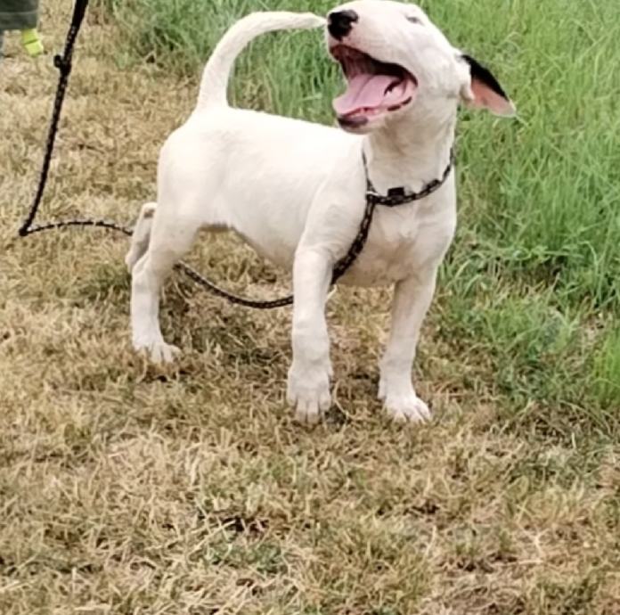 bull terrier stenci Dostava