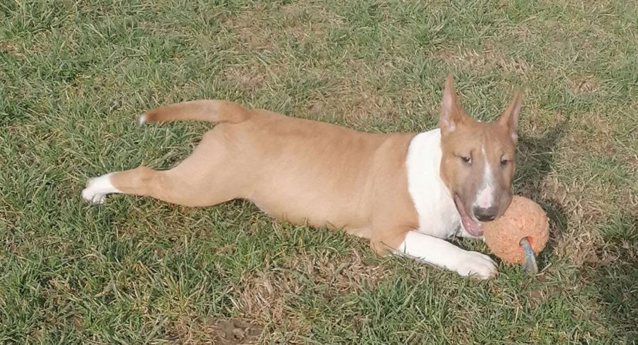 MINI BULL TERIJERI ⧫