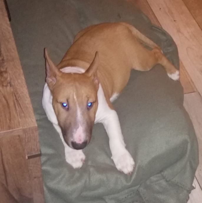 MINI BULL TERIJERI ⧫