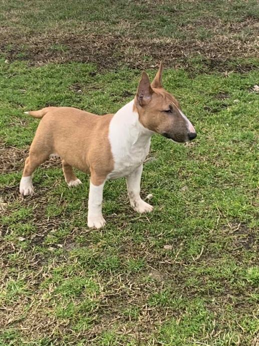 MINI BULL TERIJERI ⧫