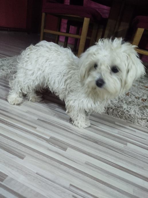 Maltezer mini cistokrvni